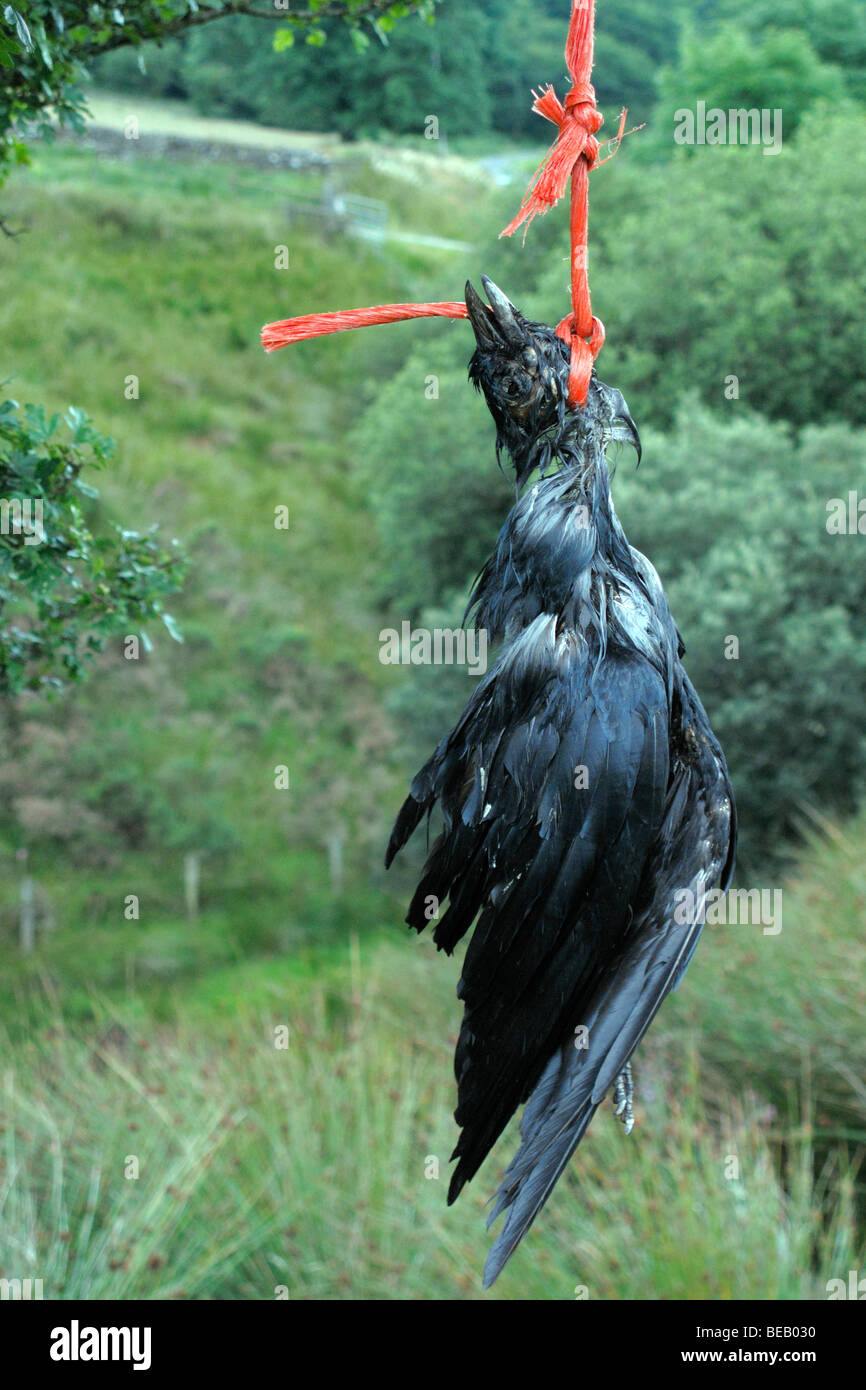 Dead Crow, Ystradfellte, Wales, UK Stock Photo - Alamy