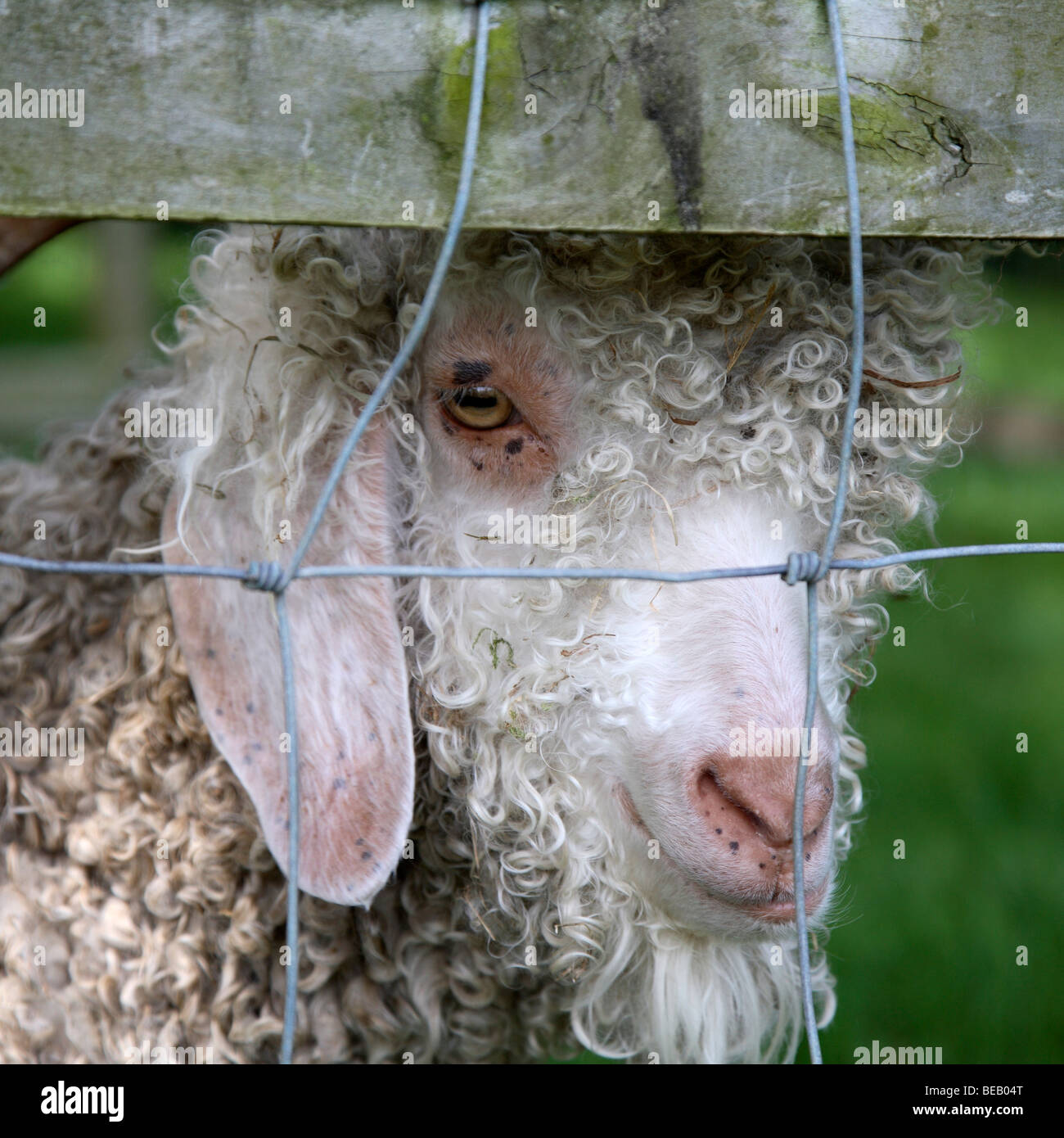 Goat castle hi-res stock photography and images - Alamy