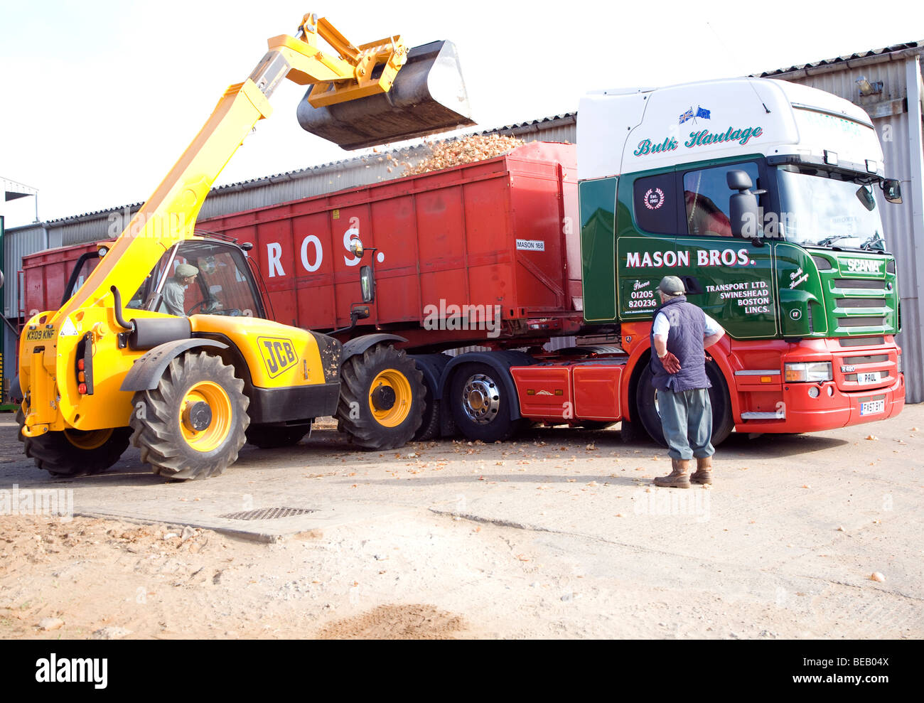 Loading onions onto lorry trailer for transport, Shottisham, Suffolk ...