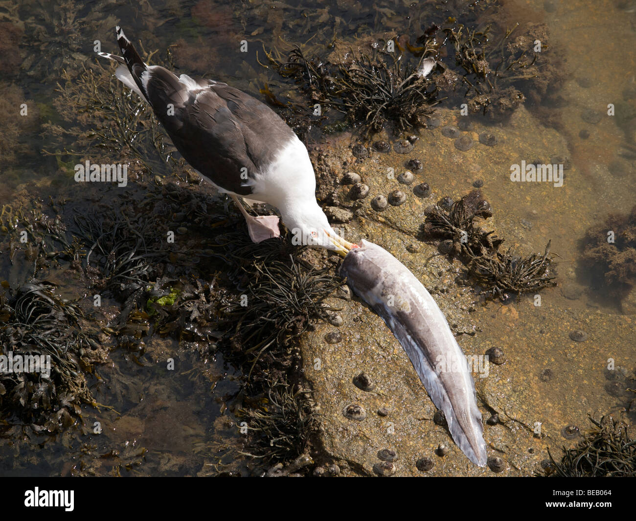 Seagull eating a large chunk of fish in the fishing port of St. Vaast ...