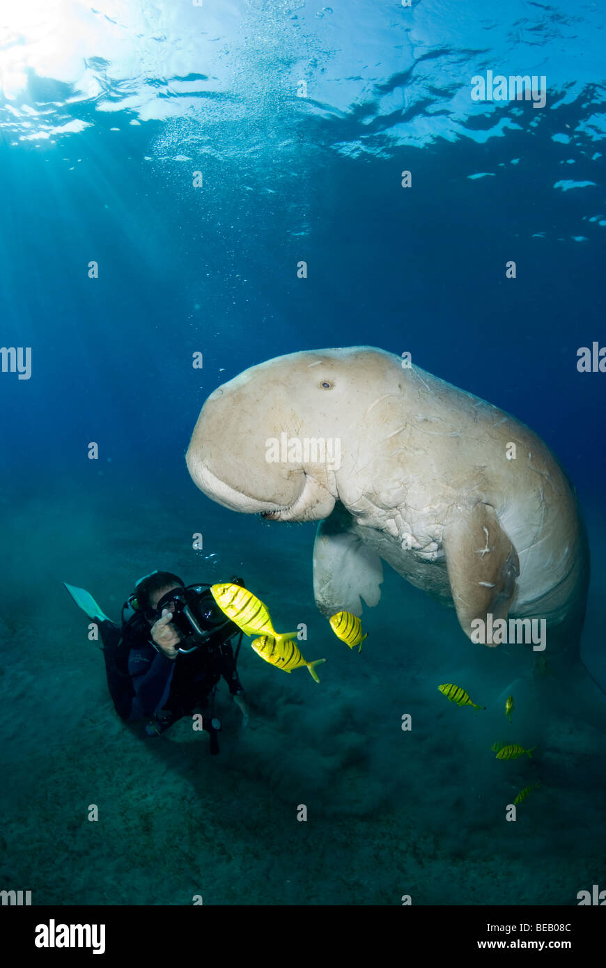 Dugong or sea cow, Dugong Dugon, Abu Dabbab, Marsa Alam, Egypt, Red Sea ...