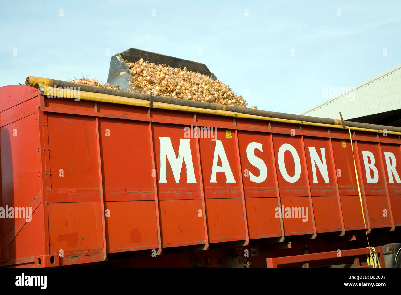 Loading onions onto lorry trailer for transport, Shottisham, Suffolk ...