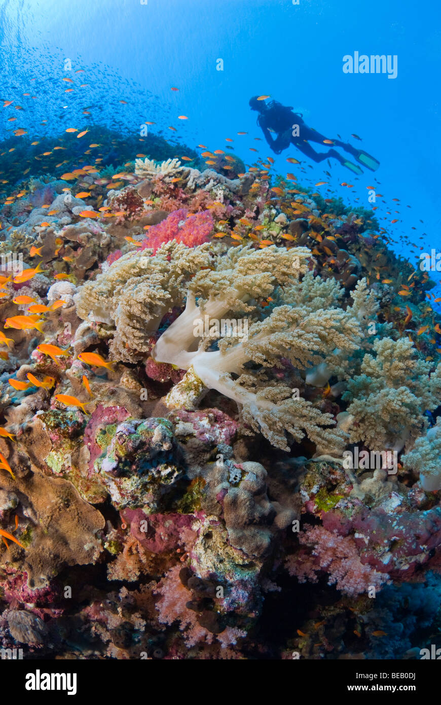 Coral reef scene, Marsa Alam, Red Sea Stock Photo - Alamy