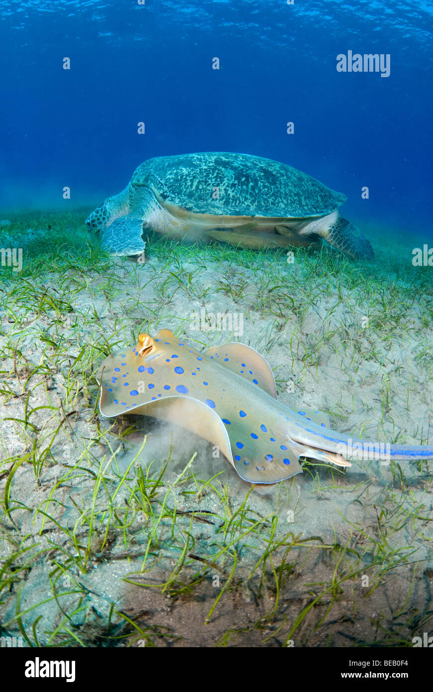 Turtle abu marsa alam hi-res stock photography and images - Alamy