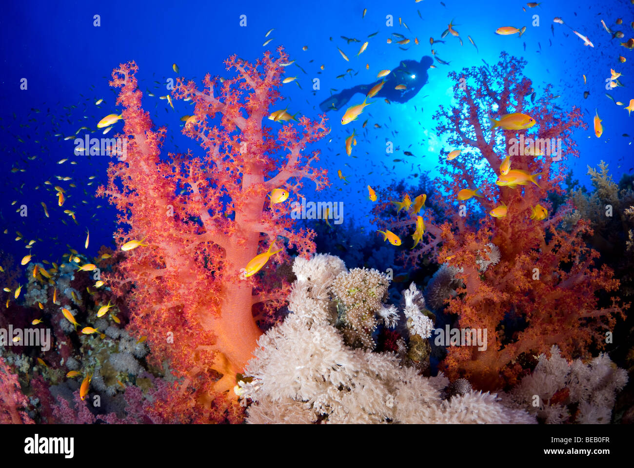 Coral reef scene, Marsa Alam, Red Sea Stock Photo - Alamy