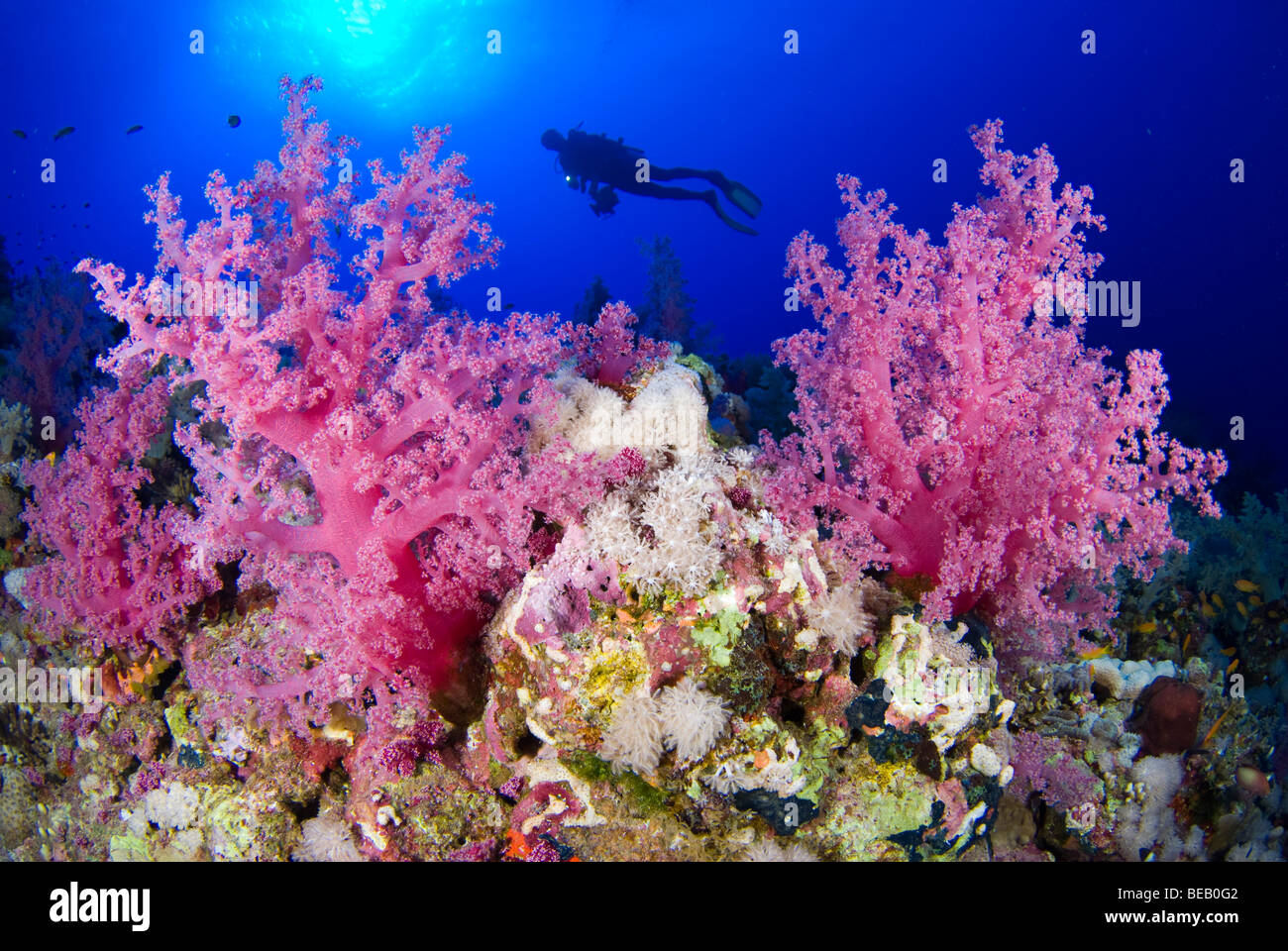 Coral reef scene, Marsa Alam, Red Sea Stock Photo - Alamy