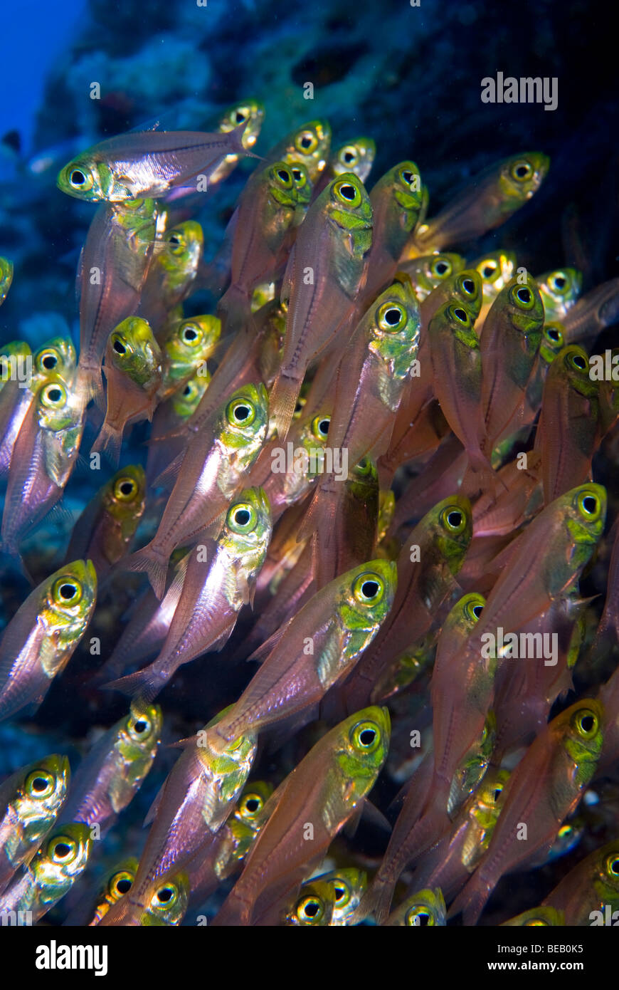 Small fish sea fish hi-res stock photography and images - Alamy