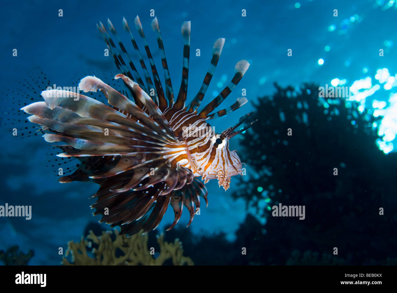 Blue Lionfish Nemos Reef