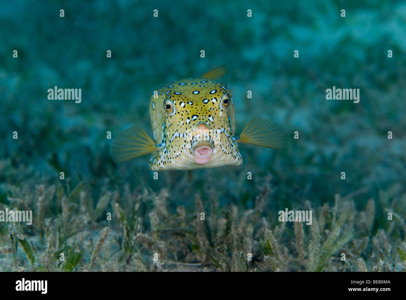 Fish face funny strange hi-res stock photography and images - Alamy