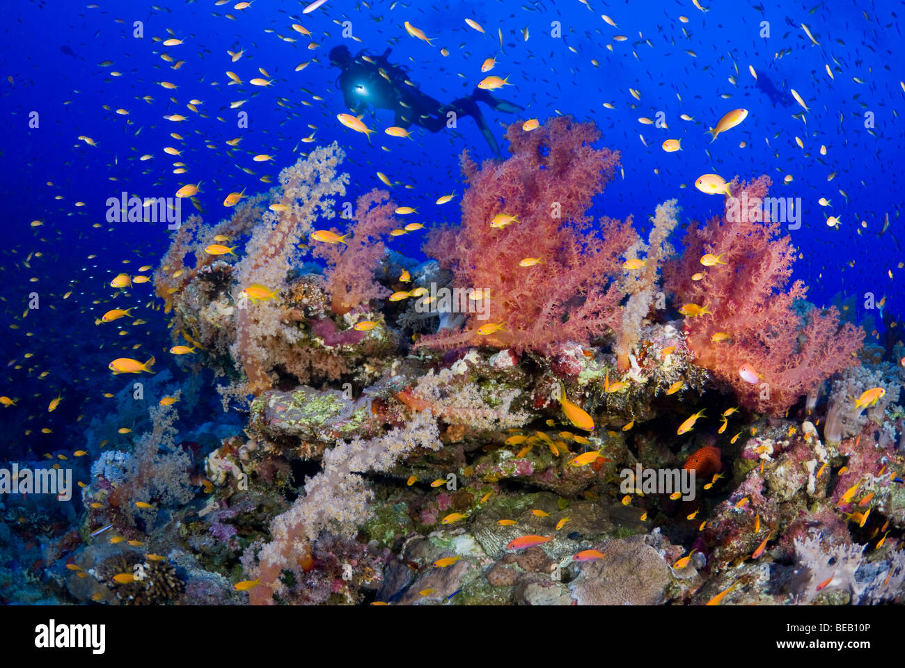 Coral reef scene, Marsa Alam, Red Sea Stock Photo - Alamy