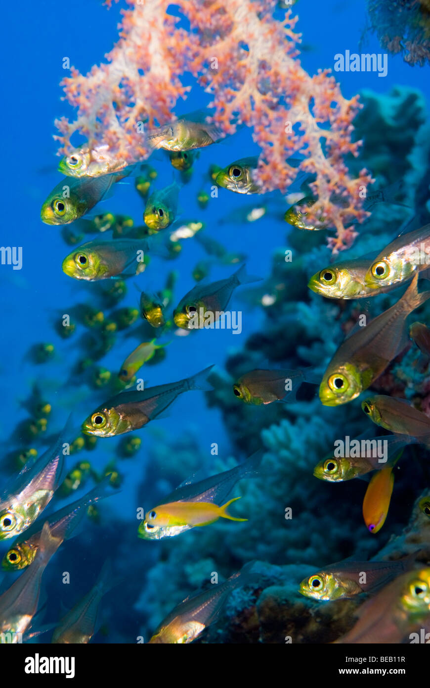 Clear glass fish hi-res stock photography and images - Alamy