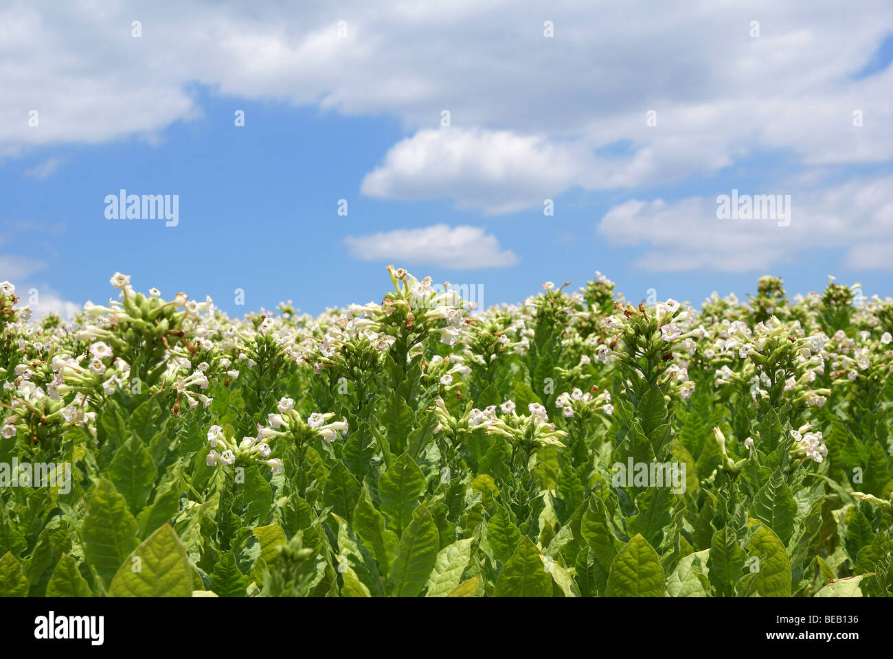 Tobacco sky hi-res stock photography and images - Alamy