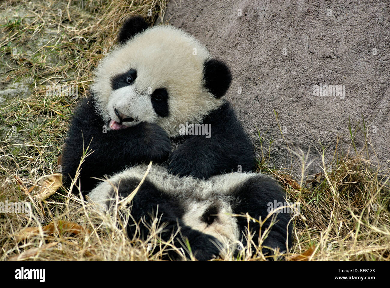 Giant panda with cub hi-res stock photography and images - Alamy
