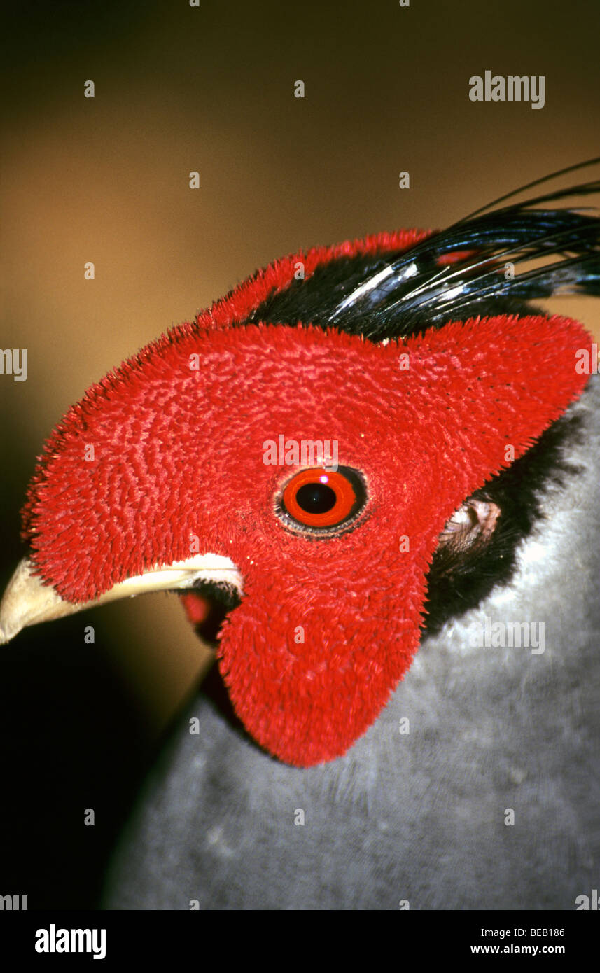Siamese Fireback Pheasant Stock Photo - Alamy