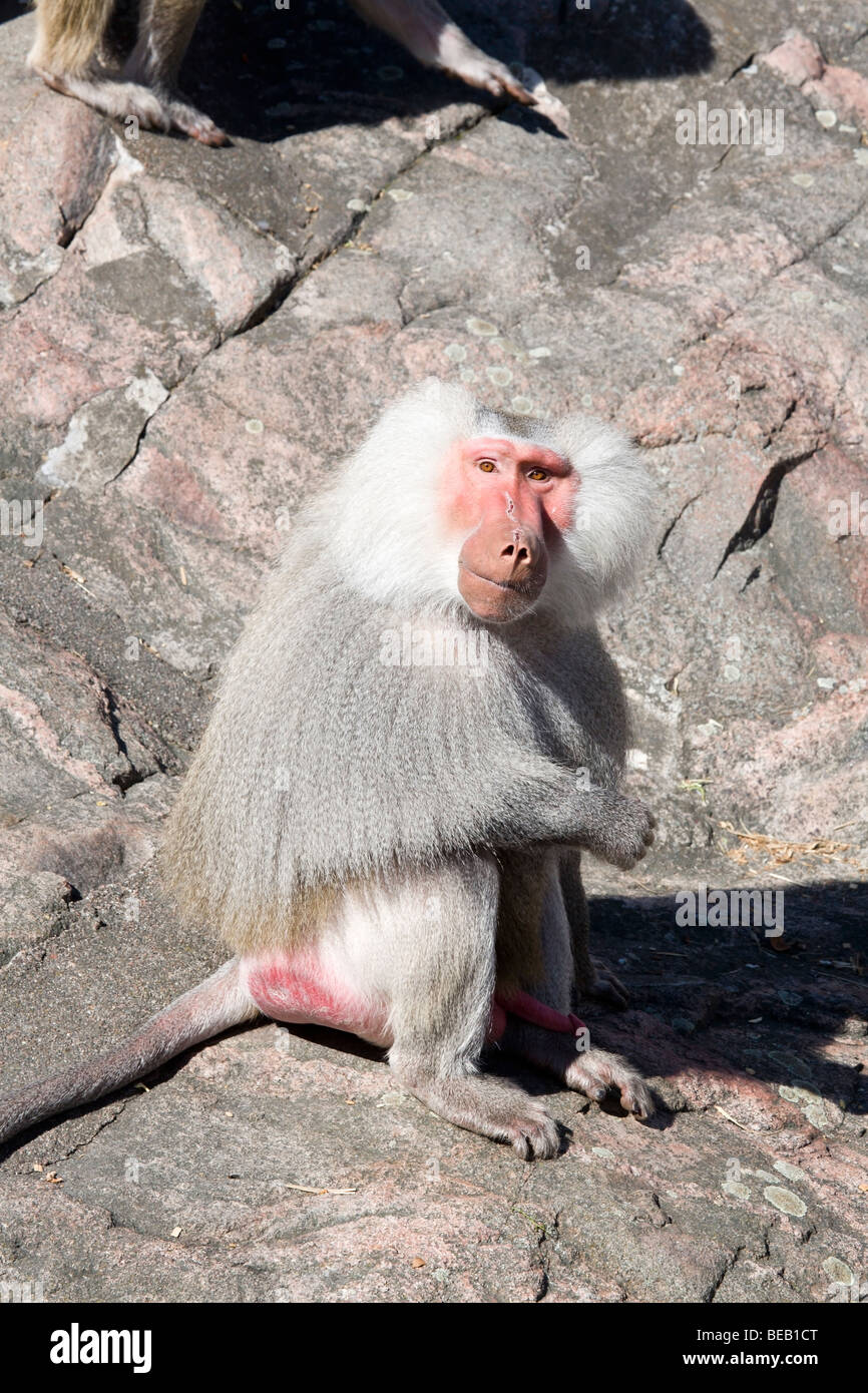 Papio Species High Resolution Stock Photography and Images - Alamy