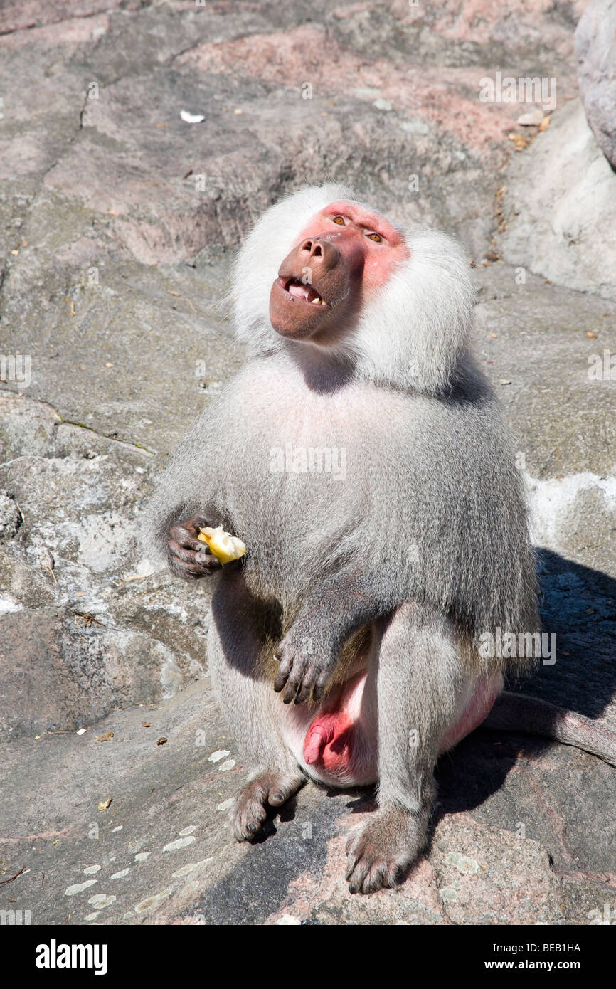 Papio species hi-res stock photography and images - Alamy
