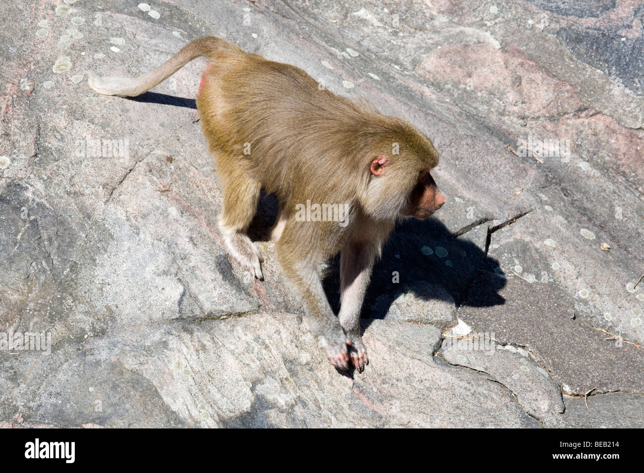 Hamadryas baboon papio endangered hi-res stock photography and images ...