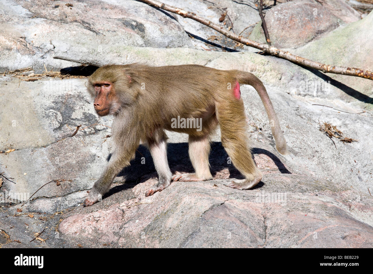 Papio species hi-res stock photography and images - Alamy