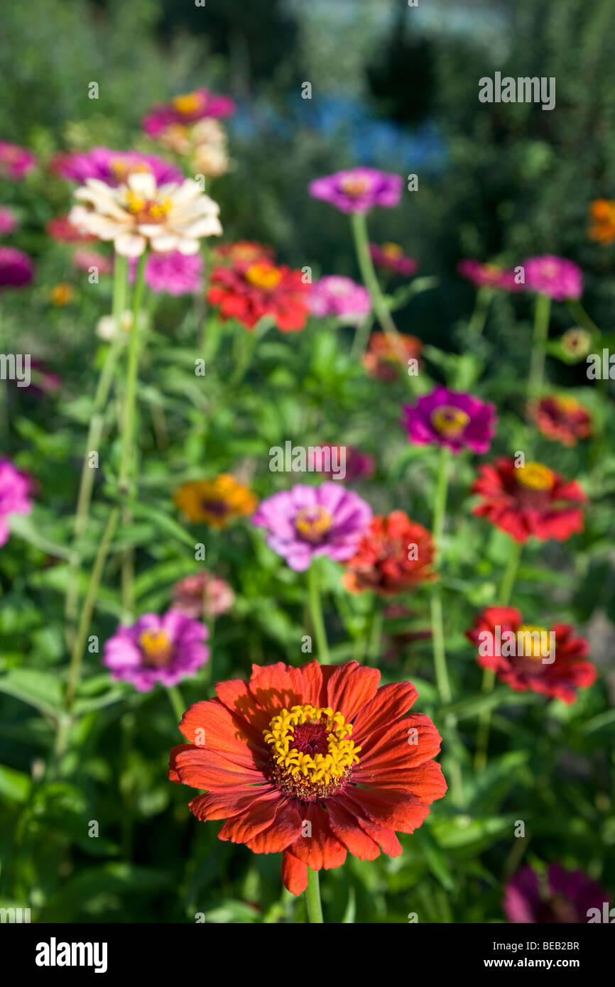 Mughal garden in red hi-res stock photography and images - Alamy