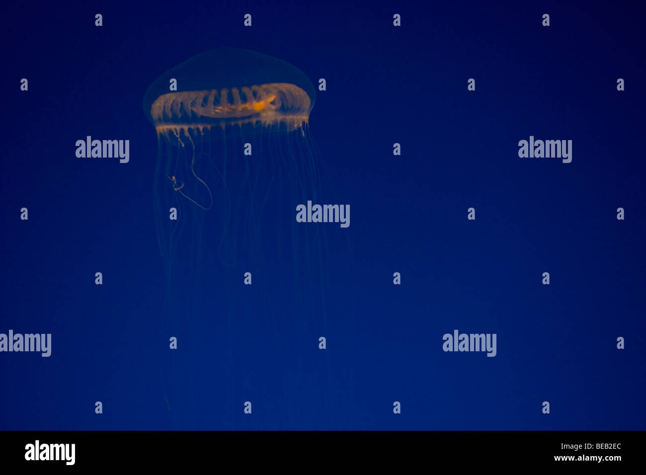 Close up of a jelly fish chironex fleckeri in an aquarium hi-res stock ...