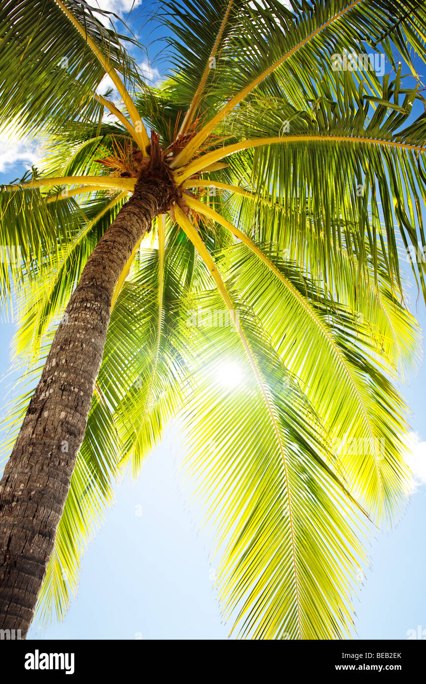 Close up of palm tree agains sunny blue sky Stock Photo - Alamy
