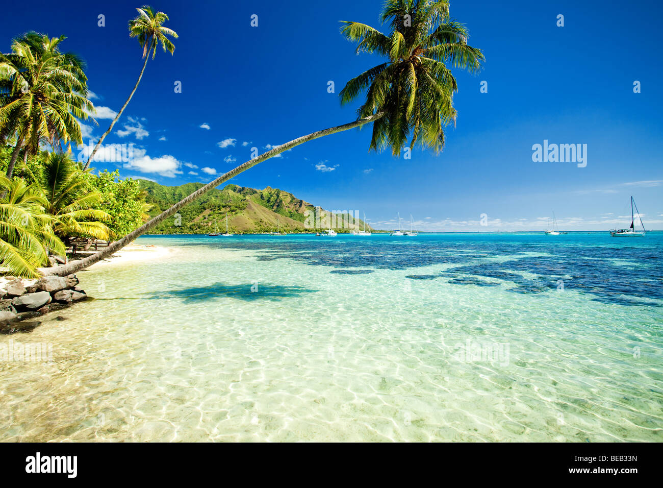 Palm tree over the water hi-res stock photography and images - Alamy