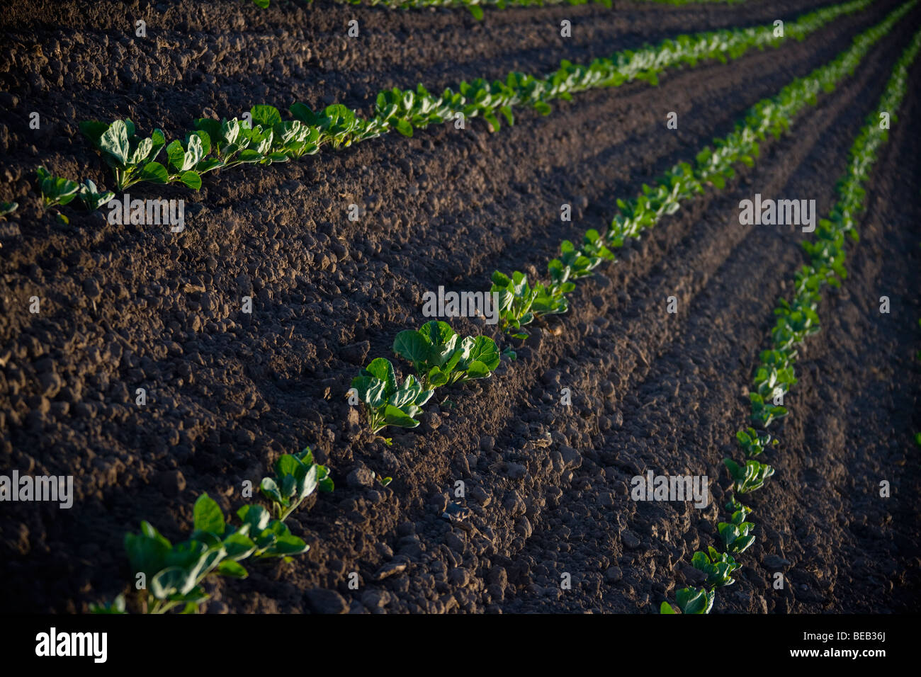 Vegetables in a field, California, USA Stock Photo - Alamy