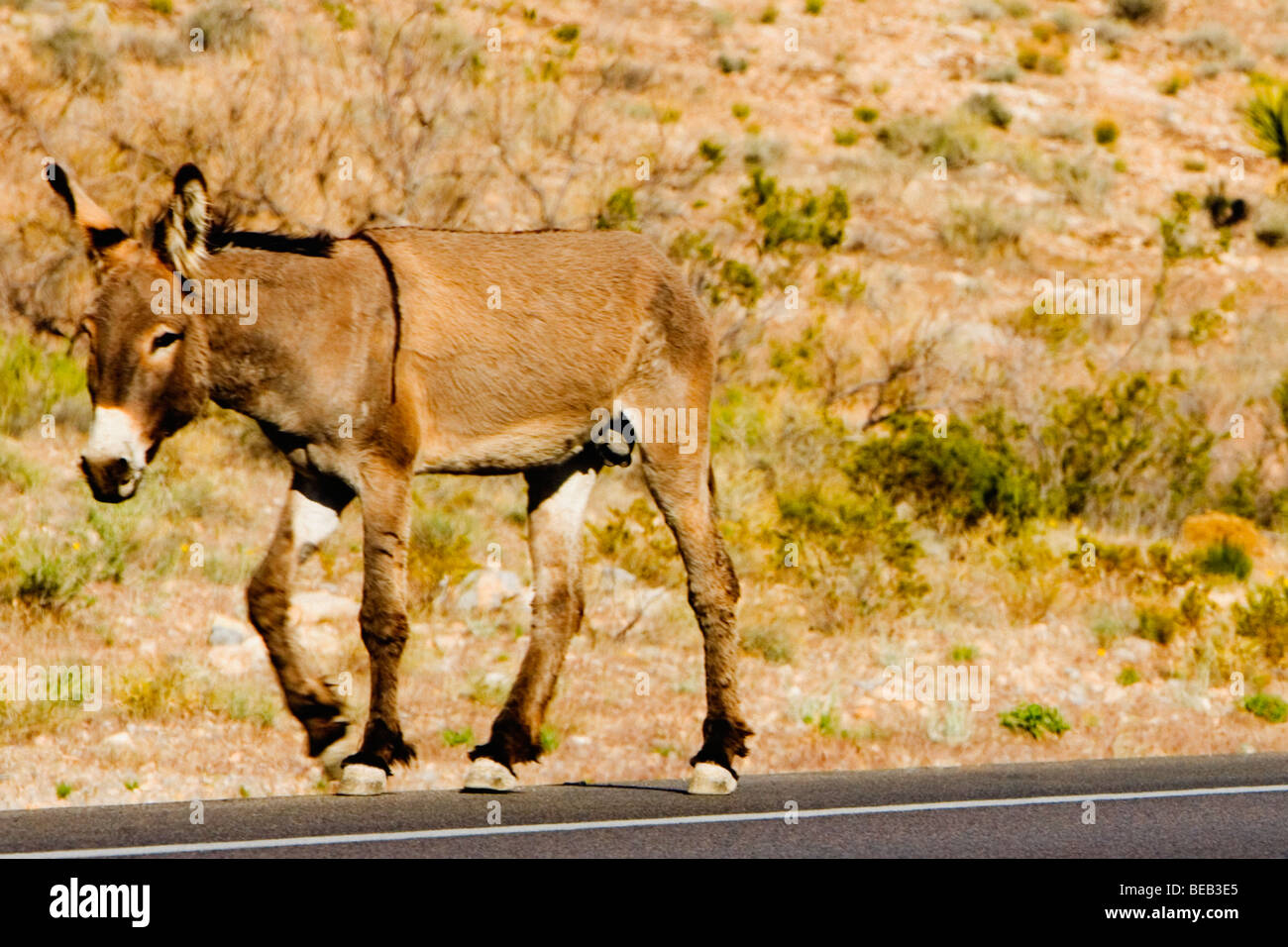 Donkey Walking On Road High Resolution Stock Photography and Images - Alamy