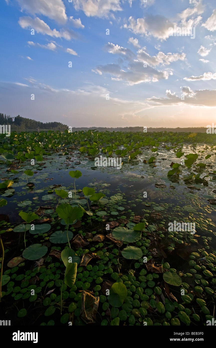 Aquatic plant manasbal lake scenic hi-res stock photography and images ...