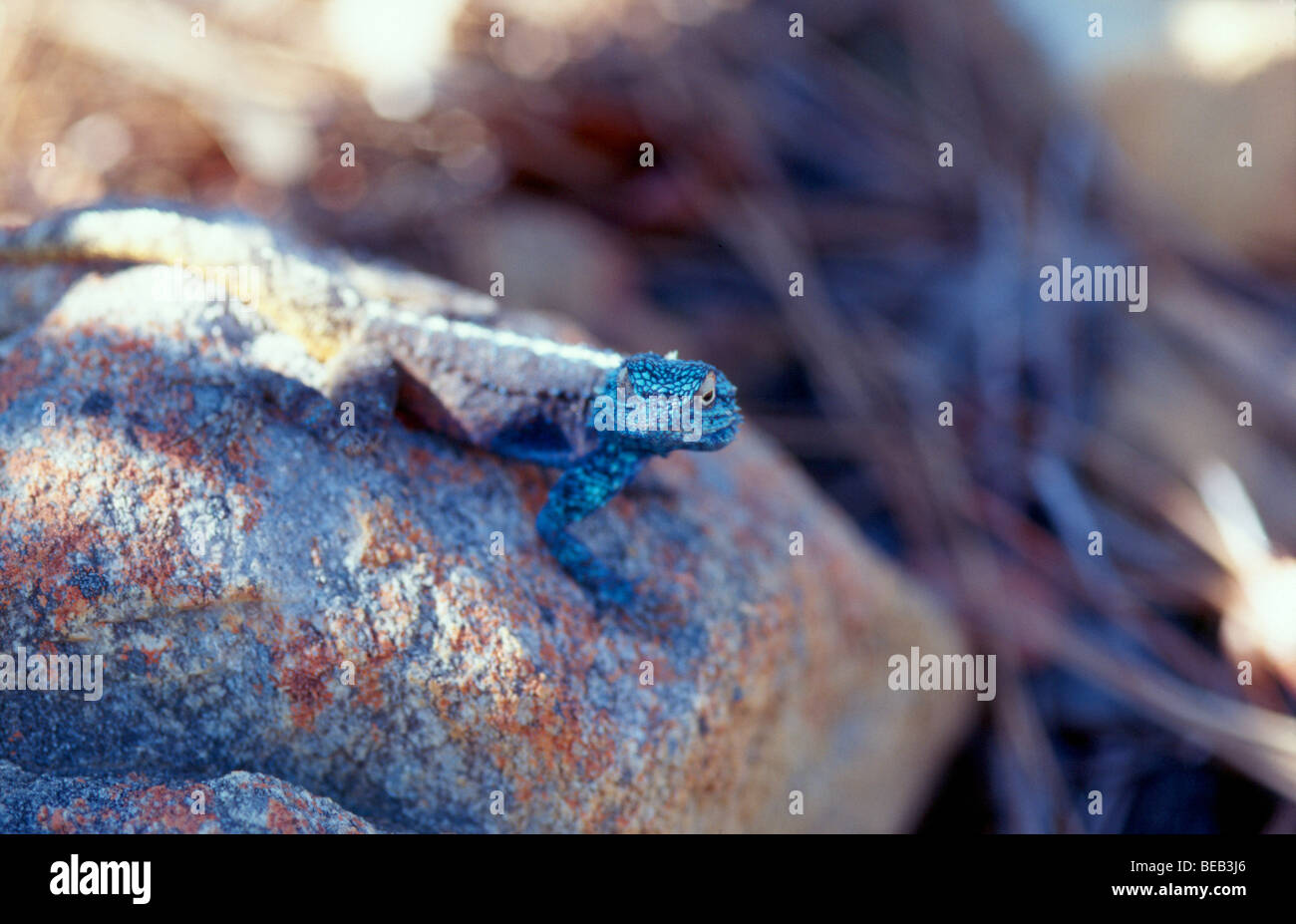 Blue headed tree agama lizard (Acanthocerus Atricollis) in southern ...