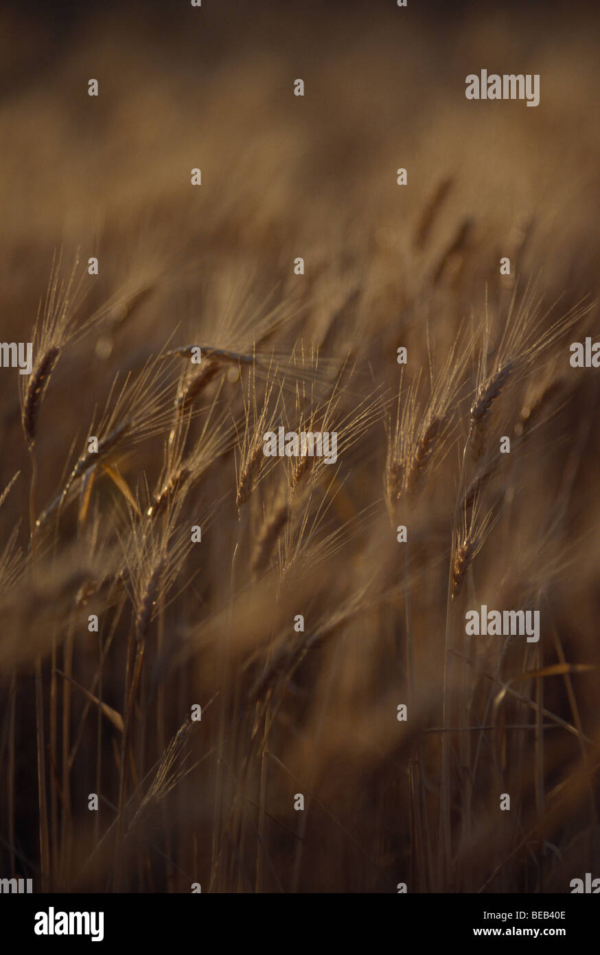 Teff, one of the staple grains of Ethiopia Stock Photo - Alamy