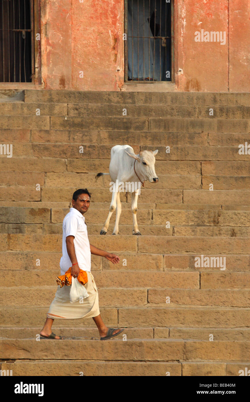 Indian holy cow hi-res stock photography and images - Alamy