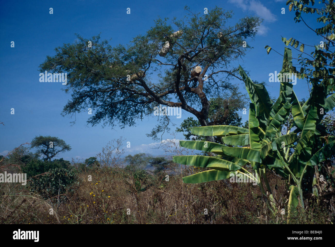 Beehives in a tree ,Waka. Ethiopia Africa Stock Photo - Alamy
