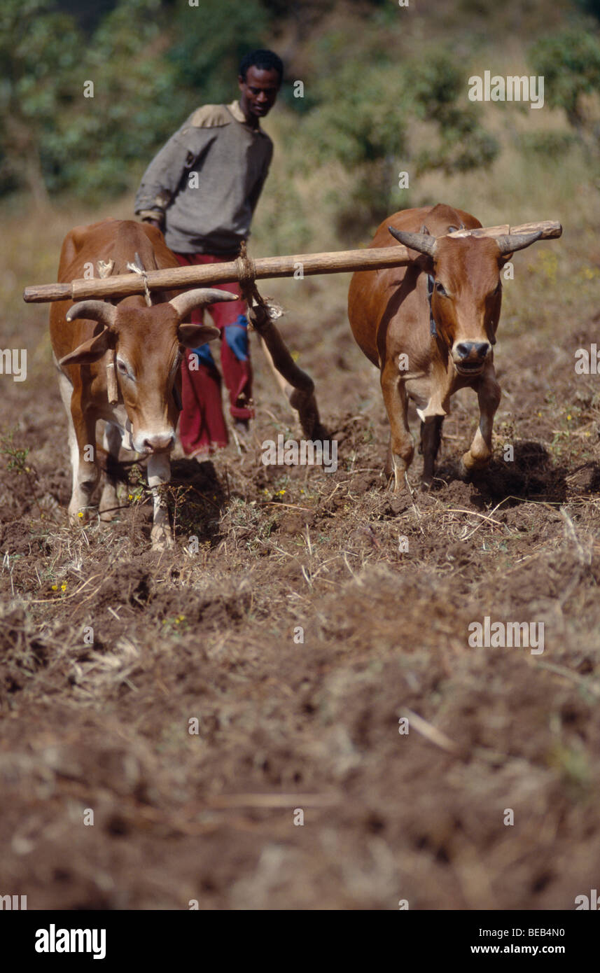 Oxen plough africa hi-res stock photography and images - Alamy