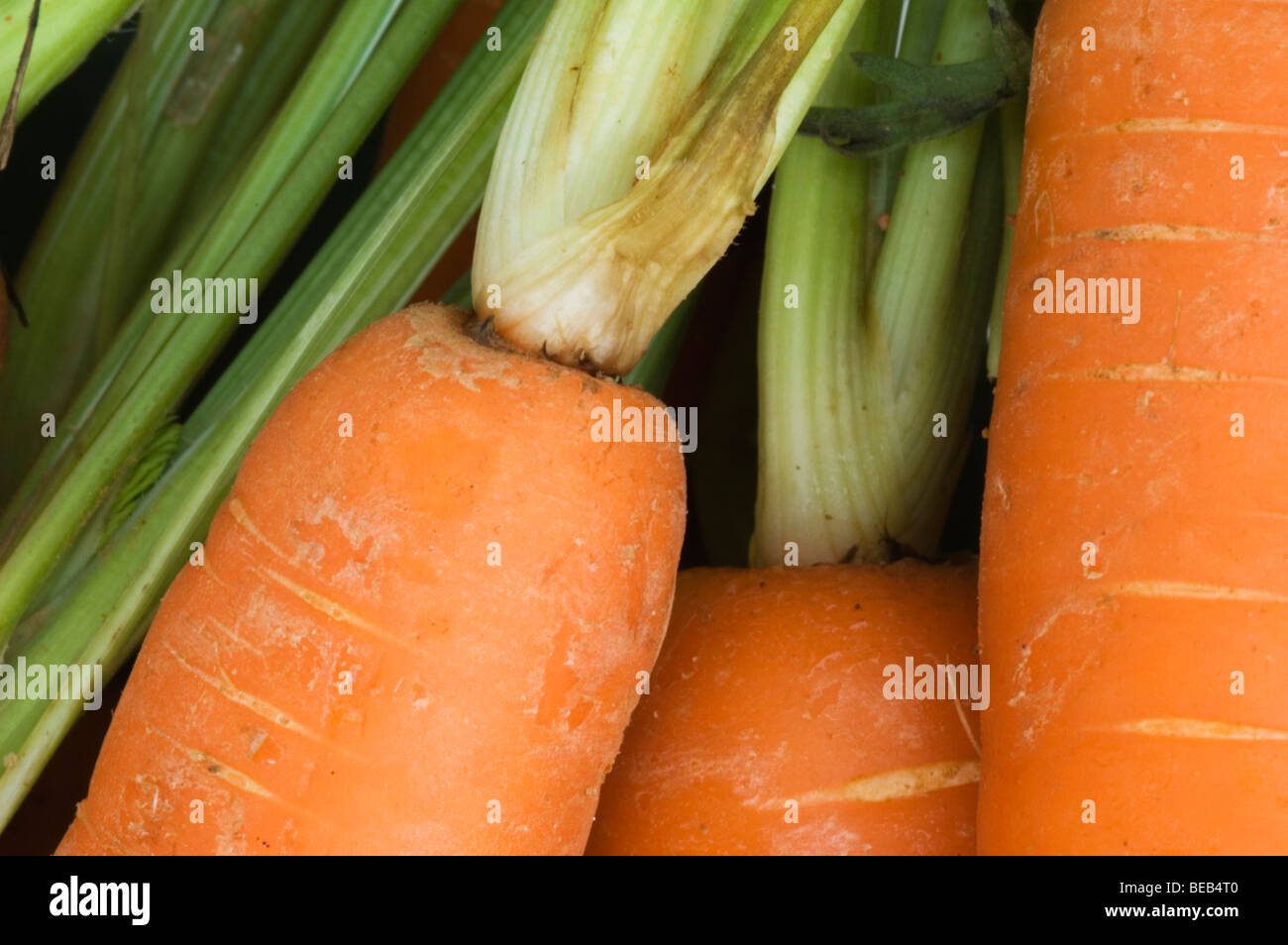 Carrot vegetables hi-res stock photography and images - Alamy