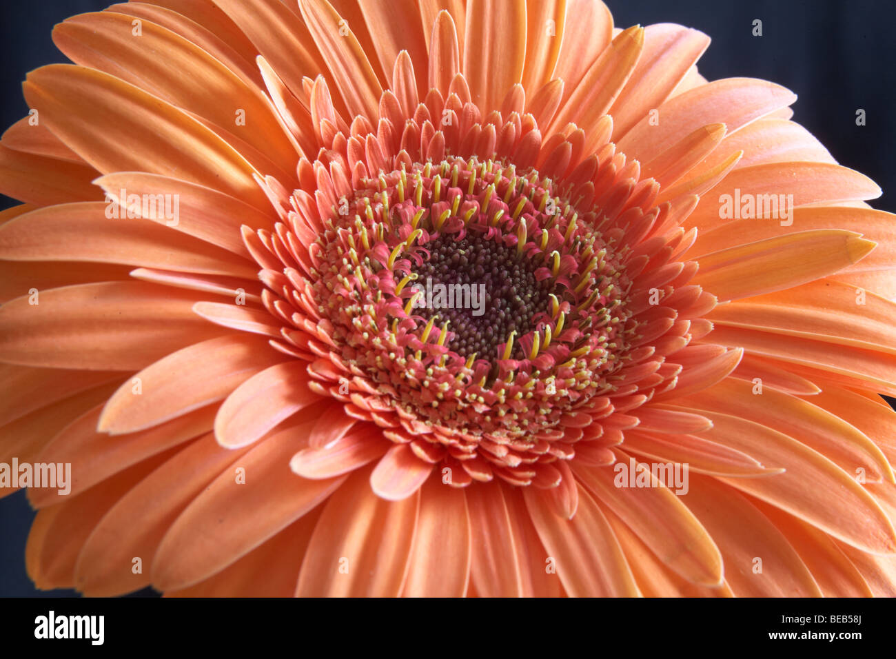 Gerbera flowers close up Stock Photo - Alamy