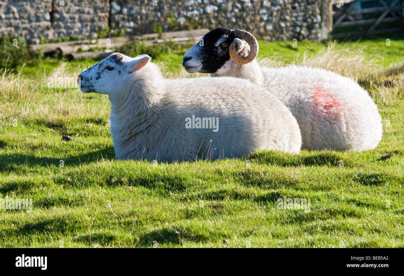 Sheep lying down sheep hi-res stock photography and images - Alamy