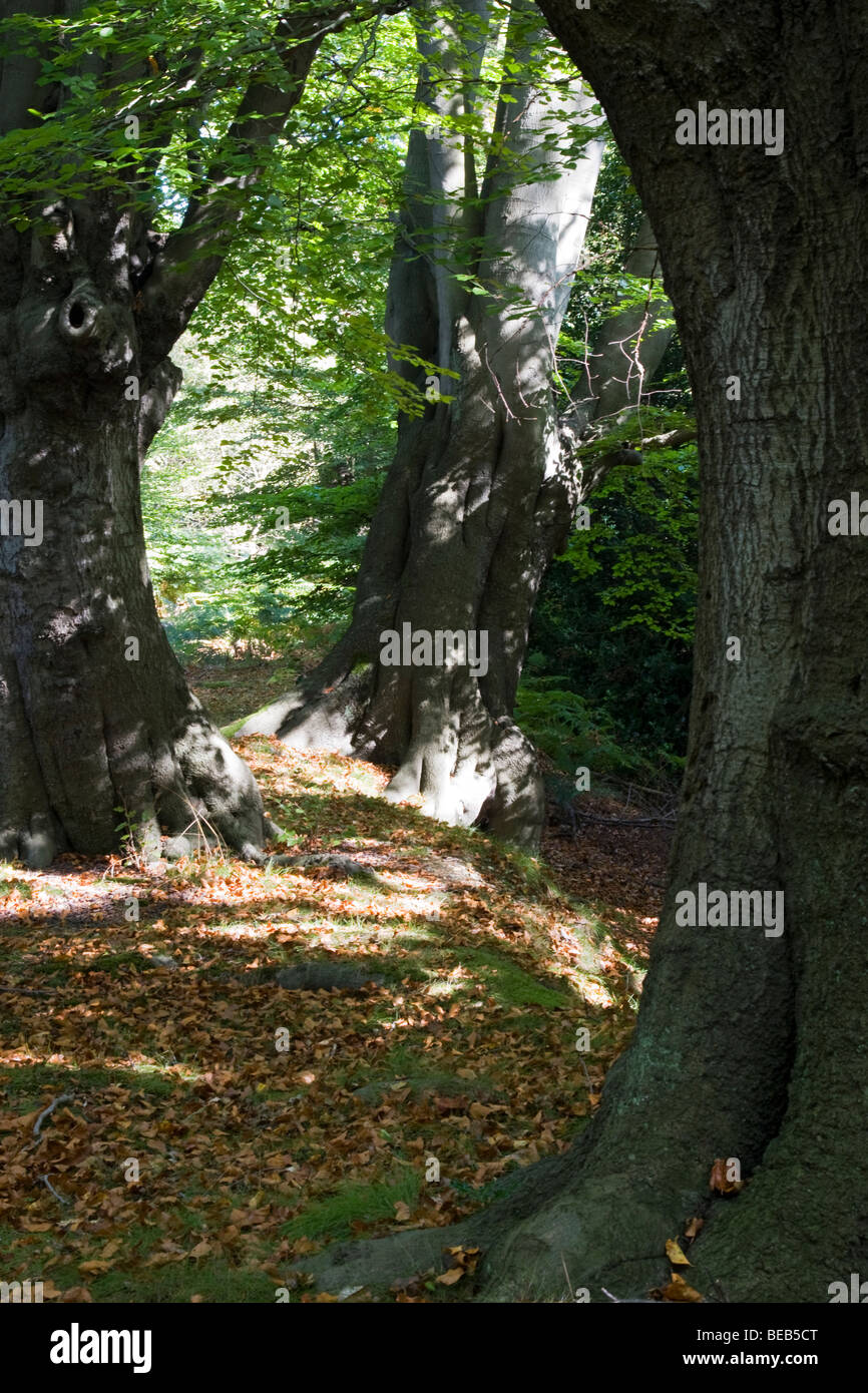 Epping Forest 1 Stock Photo - Alamy