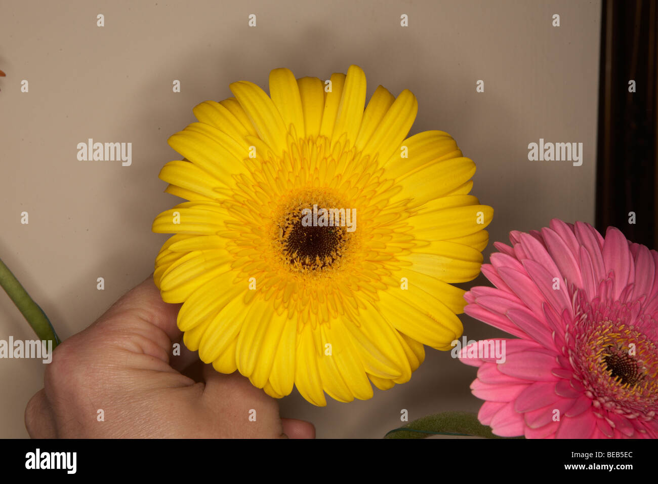 Gerbera flowers close up Stock Photo - Alamy