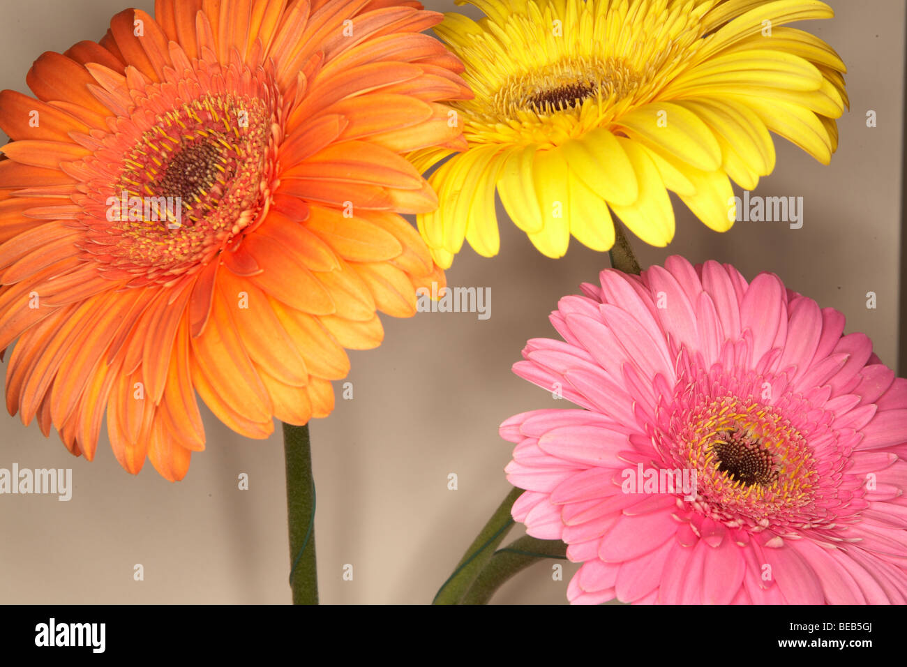 Gerbera flowers close up Stock Photo - Alamy