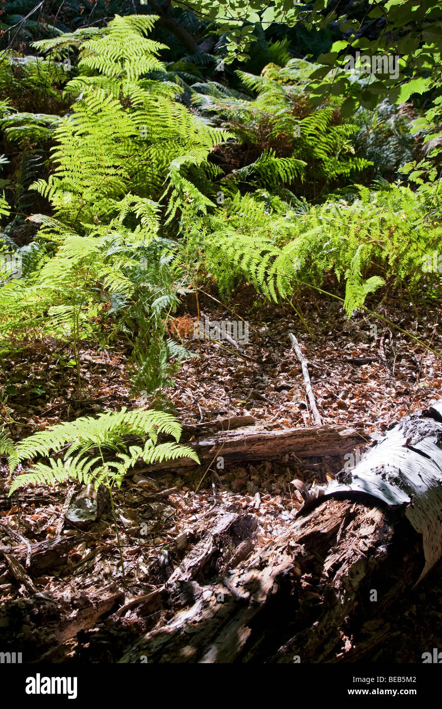 Epping Forest 2 Stock Photo - Alamy