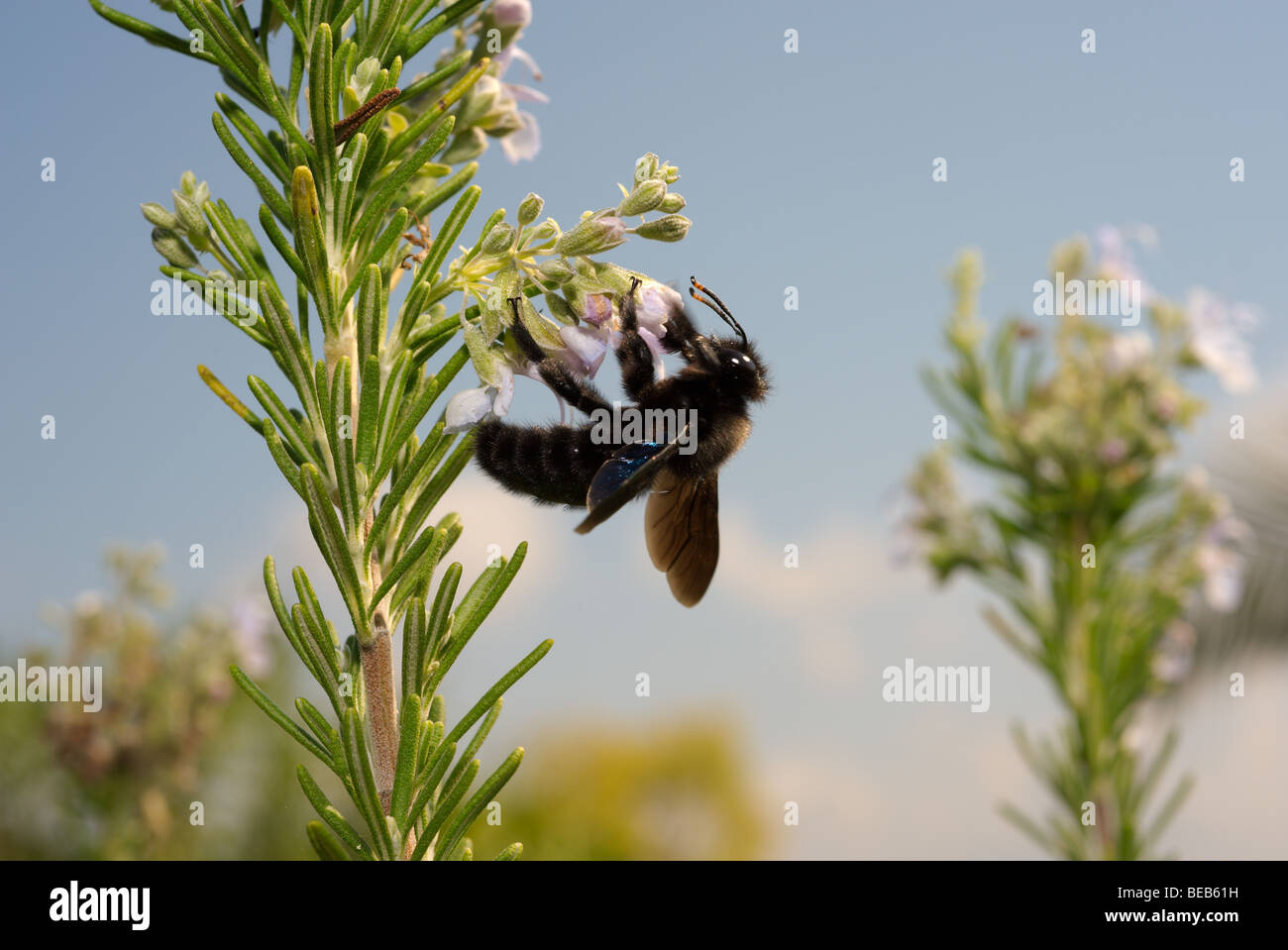 Black carpenter bee on hi-res stock photography and images - Alamy