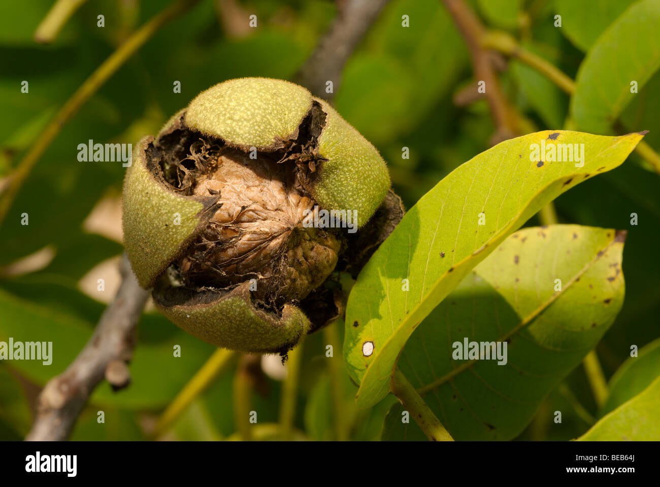 Casing tree hi-res stock photography and images - Alamy