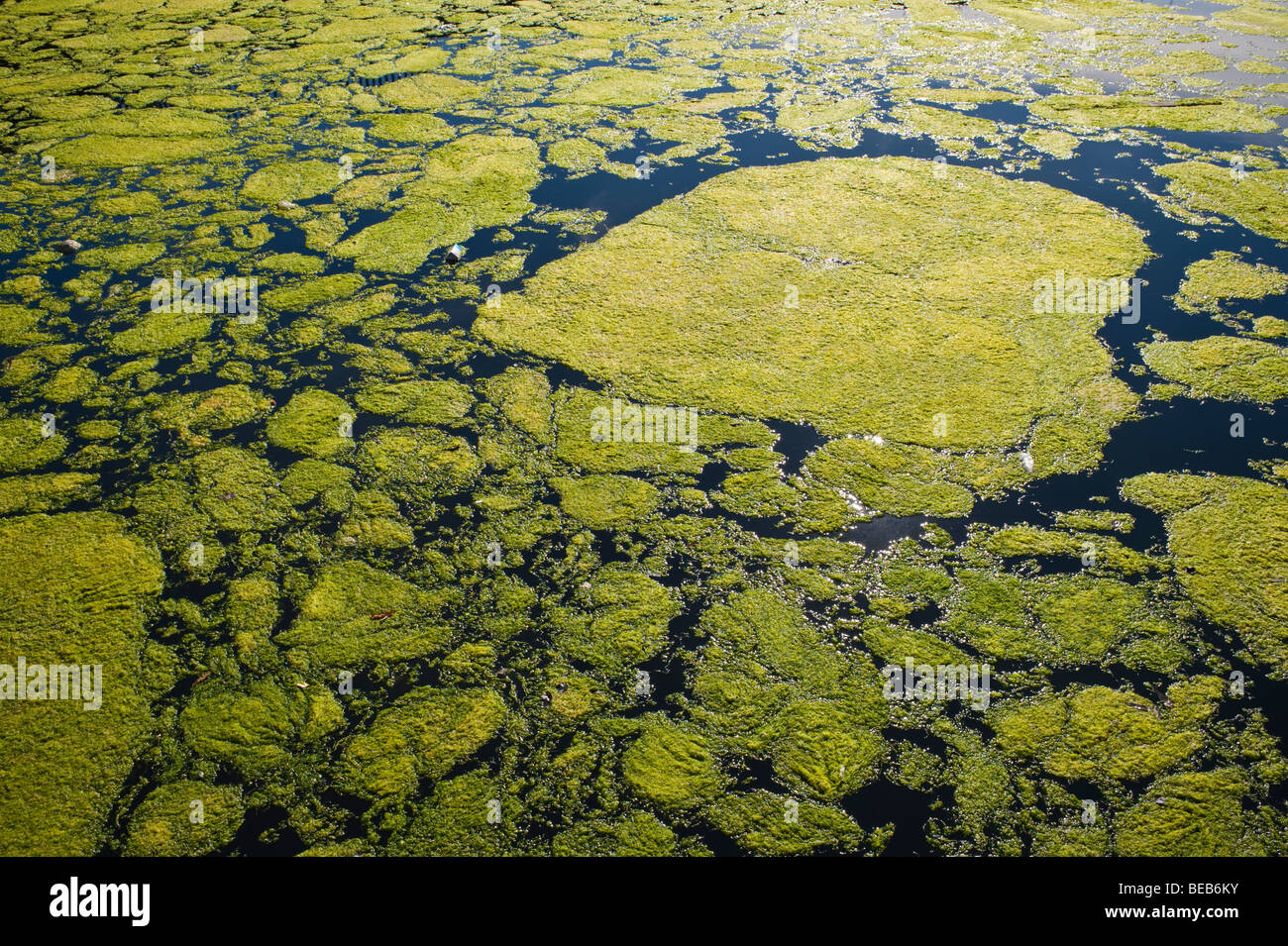 Algae bloom on water in Cardiff Bay South Wales UK Stock Photo - Alamy