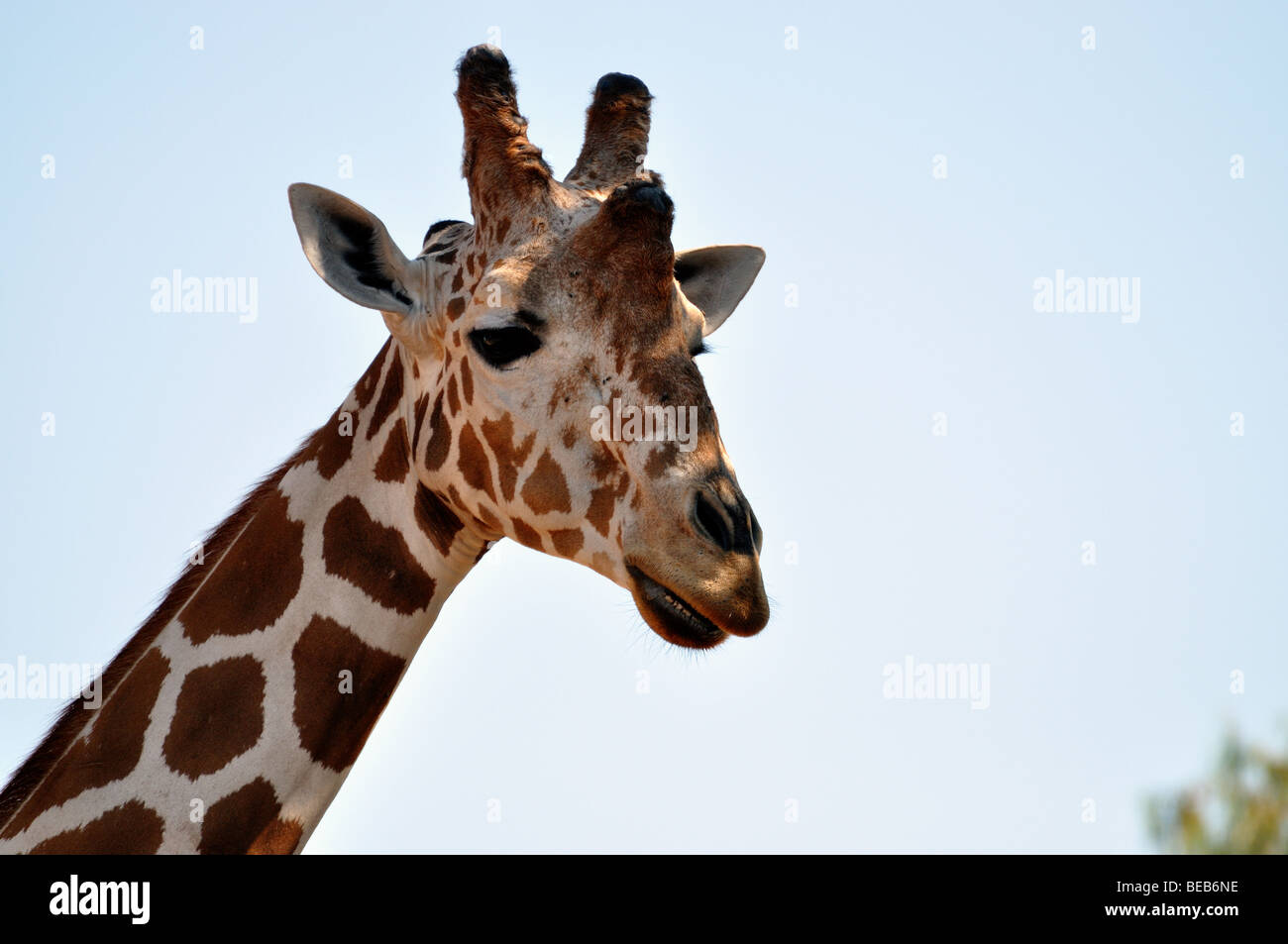 Mammal giraffe hi-res stock photography and images - Alamy