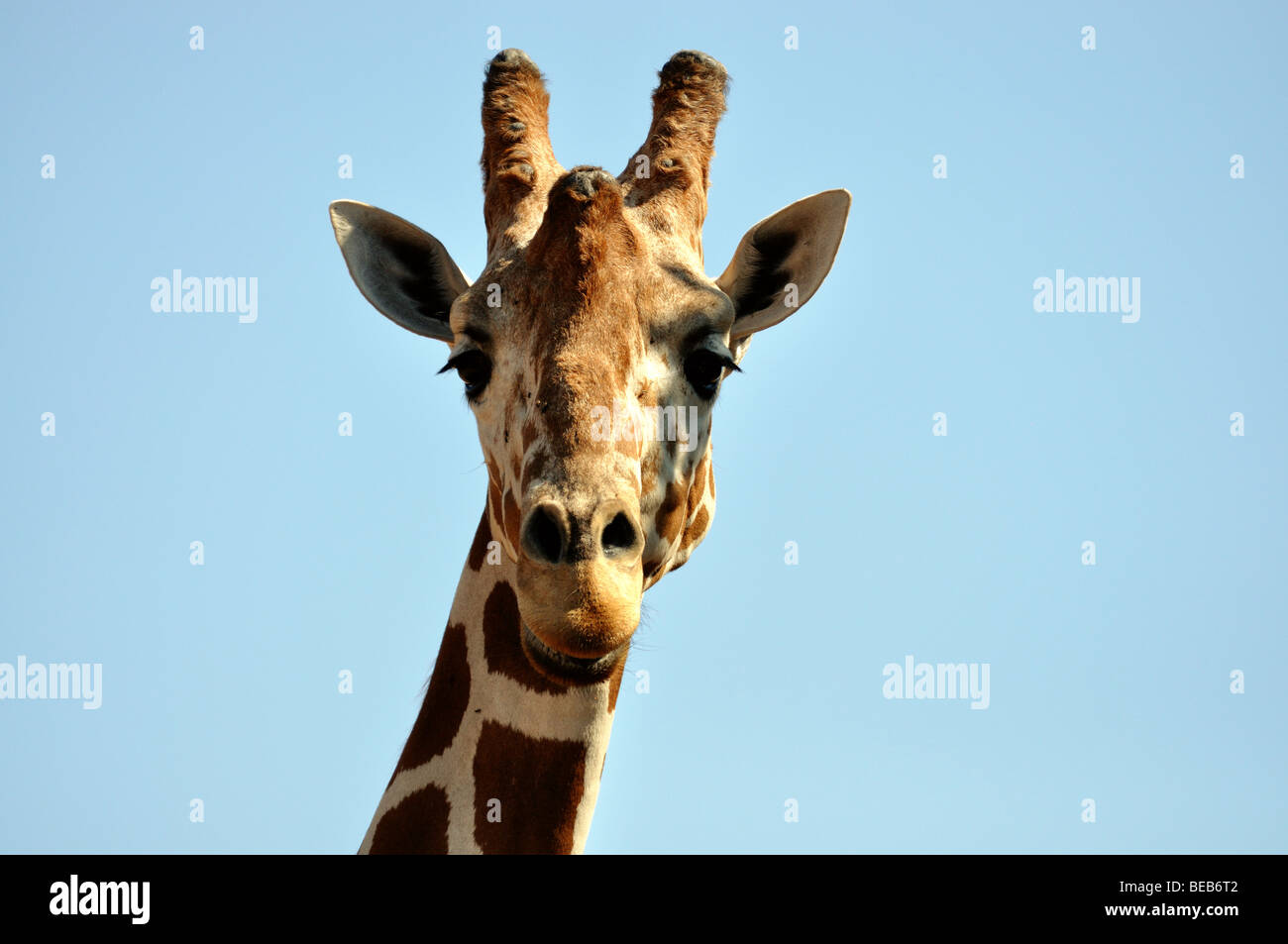 Mammal giraffe hi-res stock photography and images - Alamy