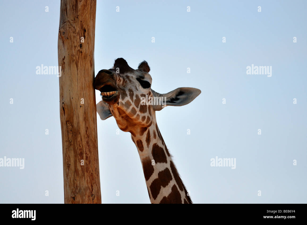 Mammal giraffe hi-res stock photography and images - Alamy
