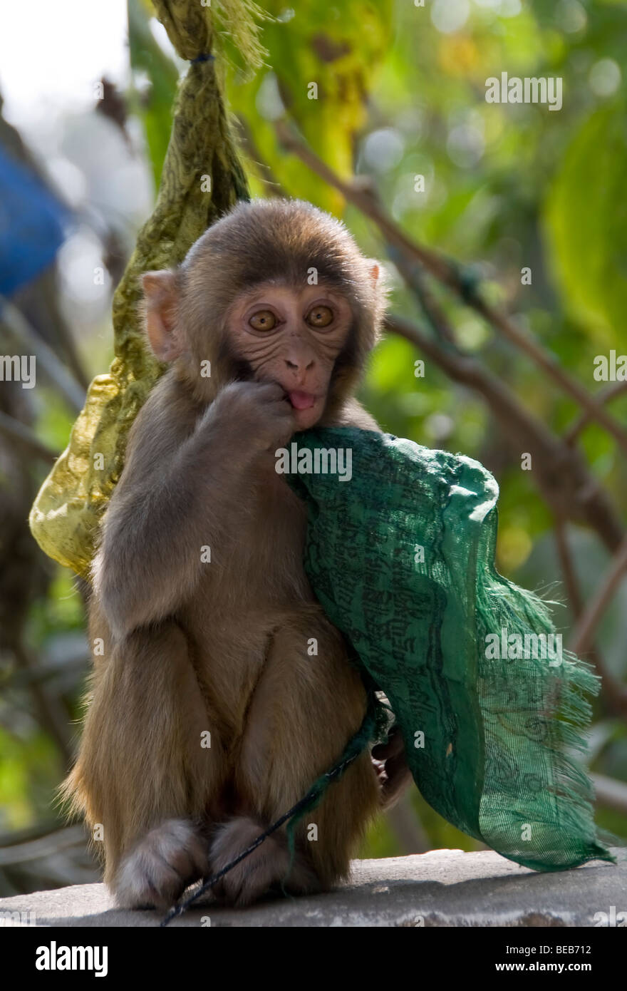 Monkey chewing on a prayer flag, Swayambhunath (Monkey Temple ...