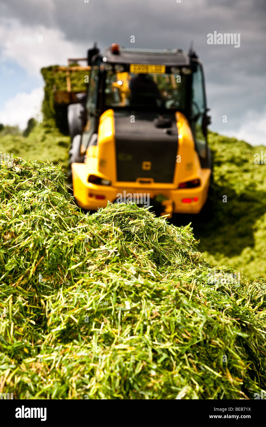 JCB 310s Telehandler packing up the Grass into the Silage clamp at ...