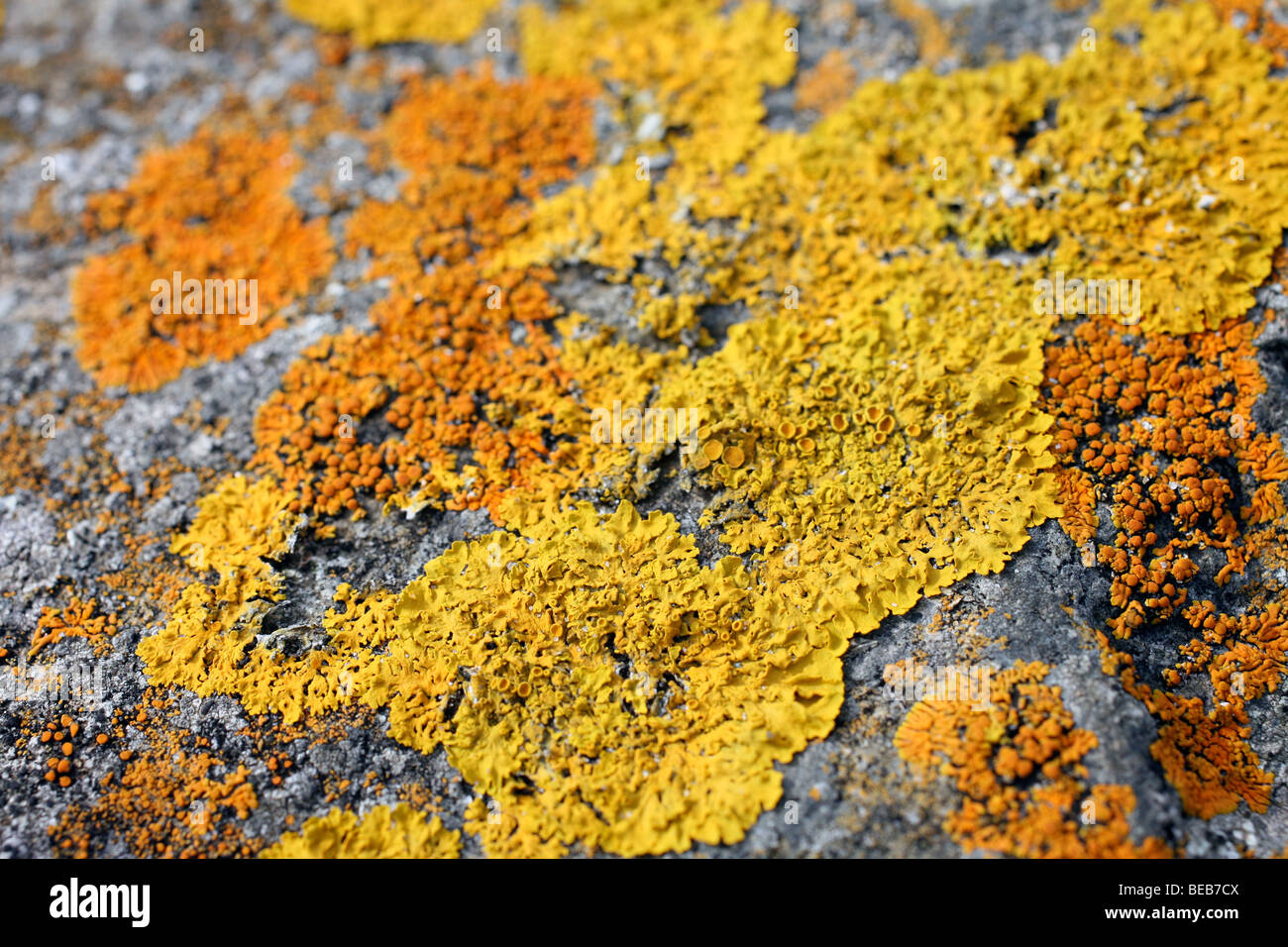 Shades of bright yellow lichens against a limestone wall Stock Photo ... Shades of bright yellow lichens against a limestone wall Stock Photo ...